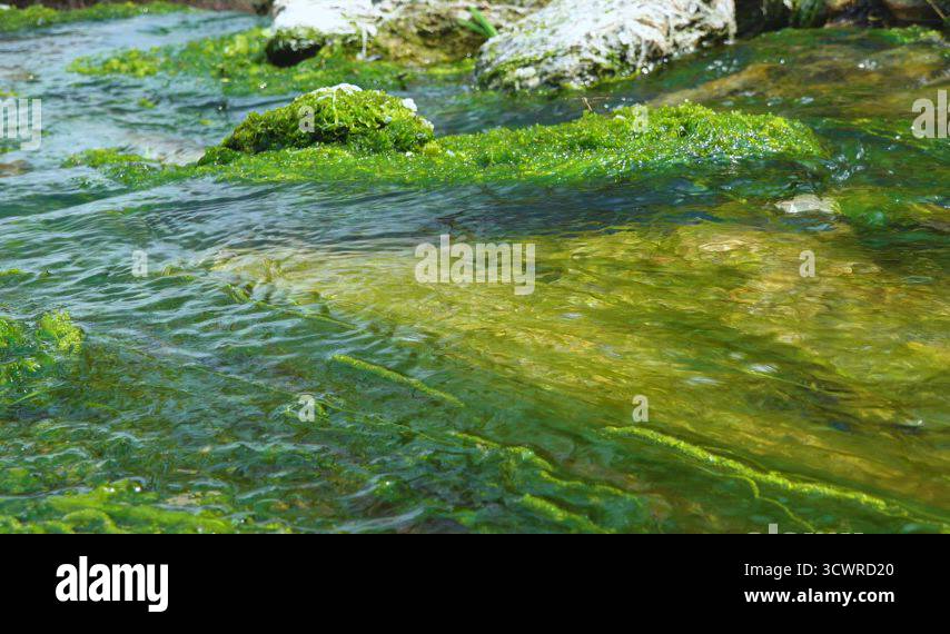 Enteromorpha, green algae in fast flowing water from a salt spring on ...