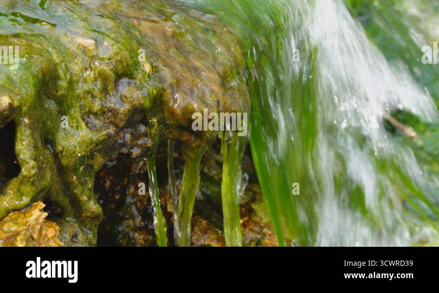 Small waterfall, Enteromorpha, green algae in fast flowing water from a ...