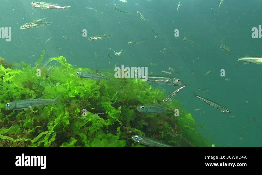 Black Sea big-scale sand smelt (Atherina pontica) among the seaweed ...