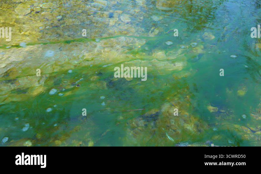 Enteromorpha, green algae in fast flowing water from a salt spring on ...