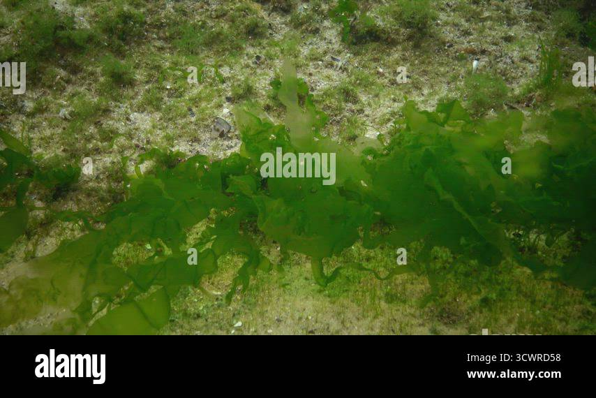 Enteromorpha (Ulva) intestinalis. Algae is heard at the bottom in the ...