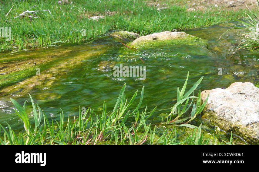 Enteromorpha, green algae in fast flowing water from a salt spring on ...