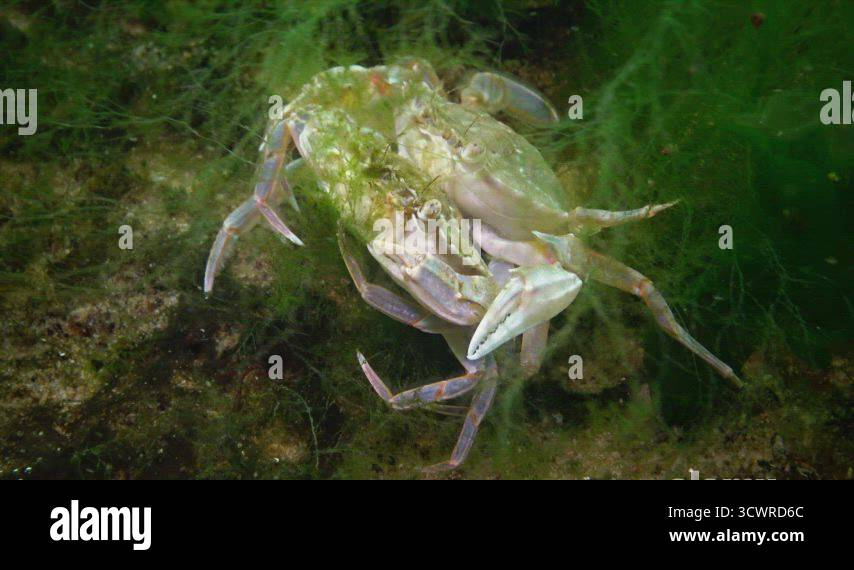 Reproduction Flying swimming crab (Liocarcinus holsatus): male retains ...