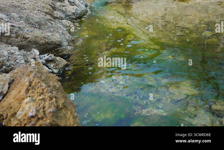 Enteromorpha, green algae in fast flowing water from a salt spring on ...