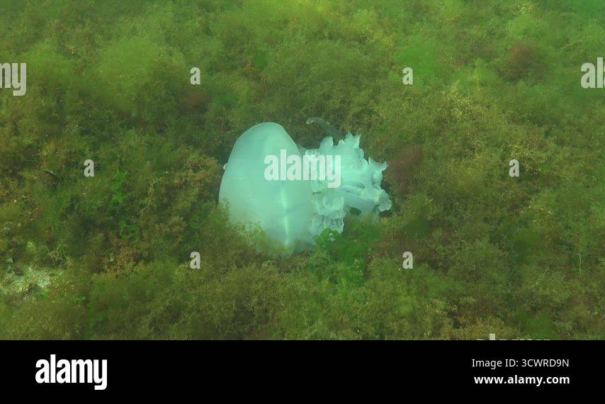 Barrel jellyfish rhizostoma pulmo dying Stock Videos & Footage - HD and ...