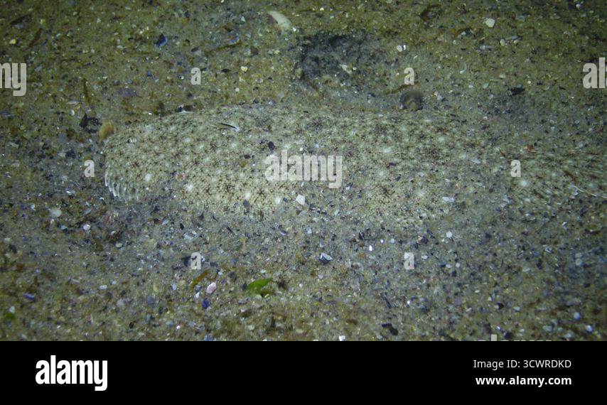 Sand sole (Pegusa lascaris) lies on the sandy ground, close-up, side ...