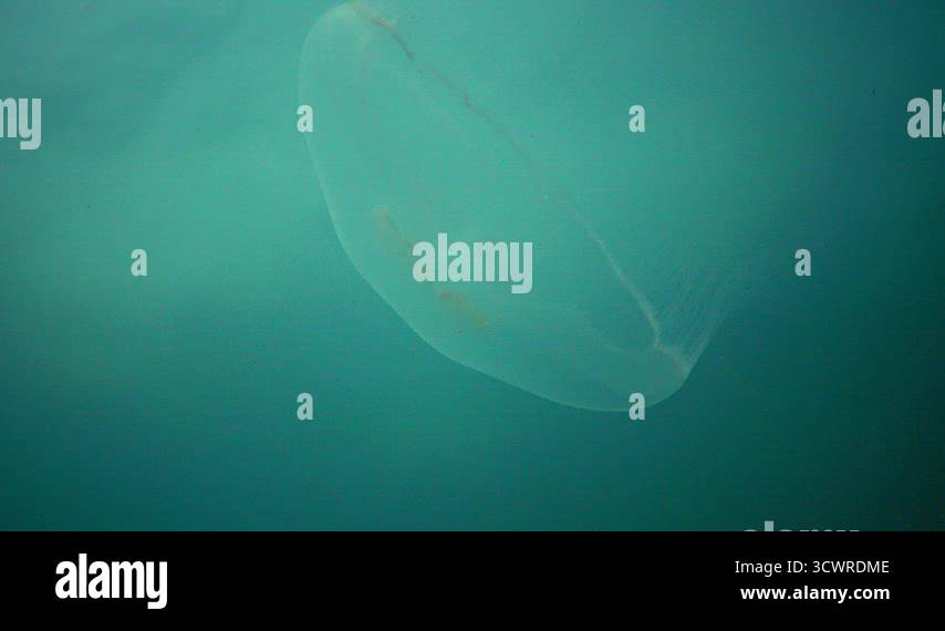 Aurelia aurita (moon jelly, moon jellyfish, common jellyfish, or saucer ...