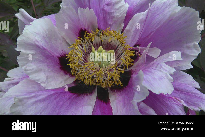 Pestle stamens white blooming Stock Videos & Footage - HD and 4K Video ...
