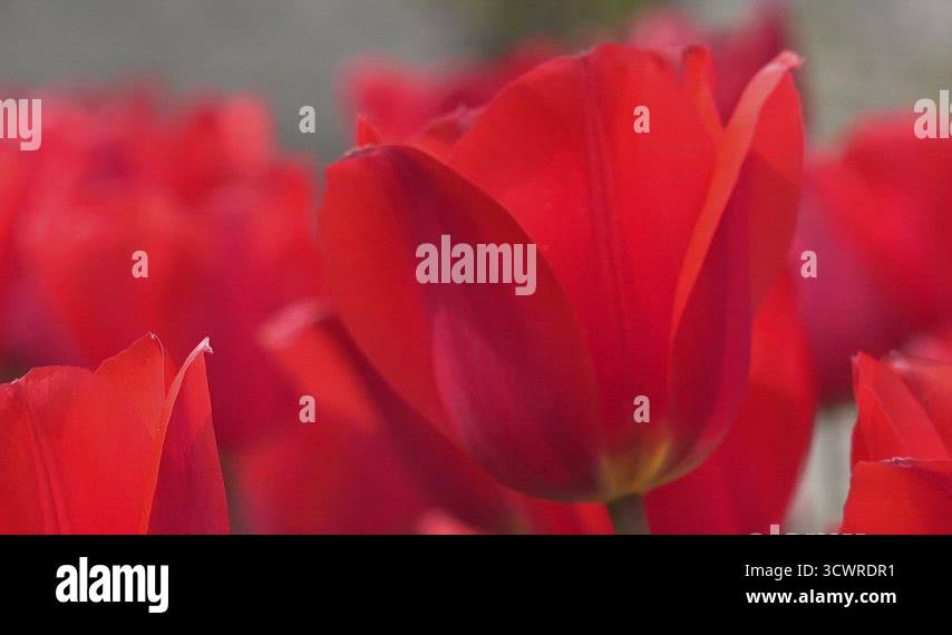 Tulip field tulips in Stock Videos & Footage - HD and 4K Video Clips ...