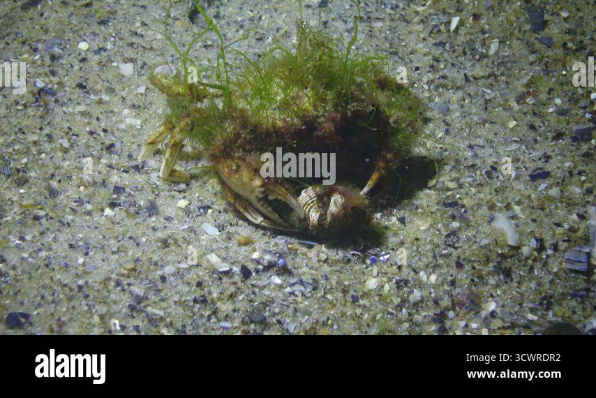 Flying crab (Liocarcinus holsatus) overgrown with green and red algae ...