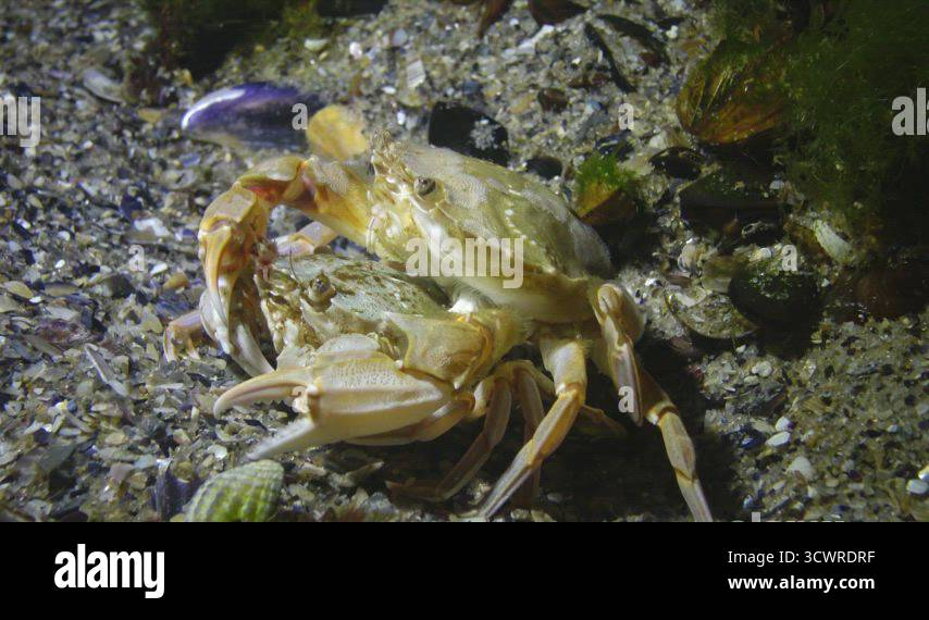 Reproduction of crabs (Liocarcinus holsatus). Male and female before ...