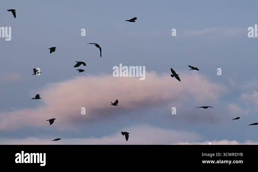 Geese migration pattern Stock Videos & Footage - HD and 4K Video Clips ...