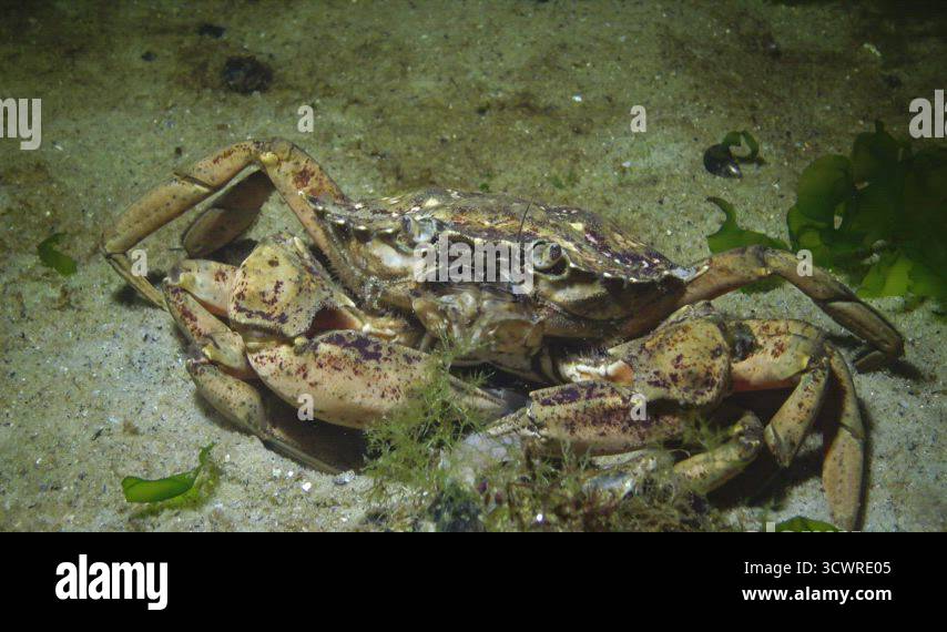 Nutrition of Green crab or Shore crab (Carcinus maenas, Carcinus ...