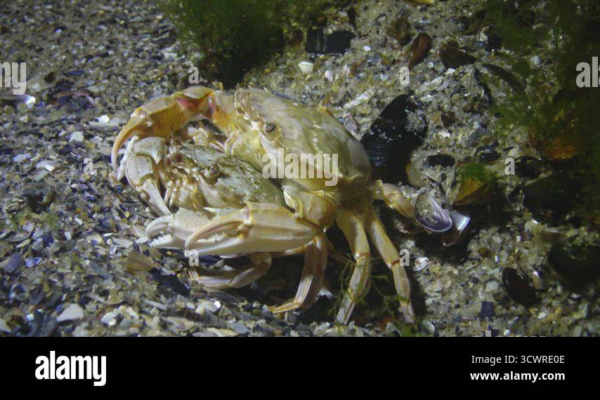 Reproduction of crabs (Liocarcinus holsatus). Male and female before ...