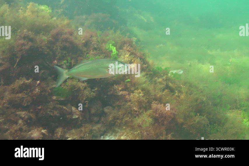 The bluefish (Pomatomus saltatrix). Predatory fish, the Black Sea ...