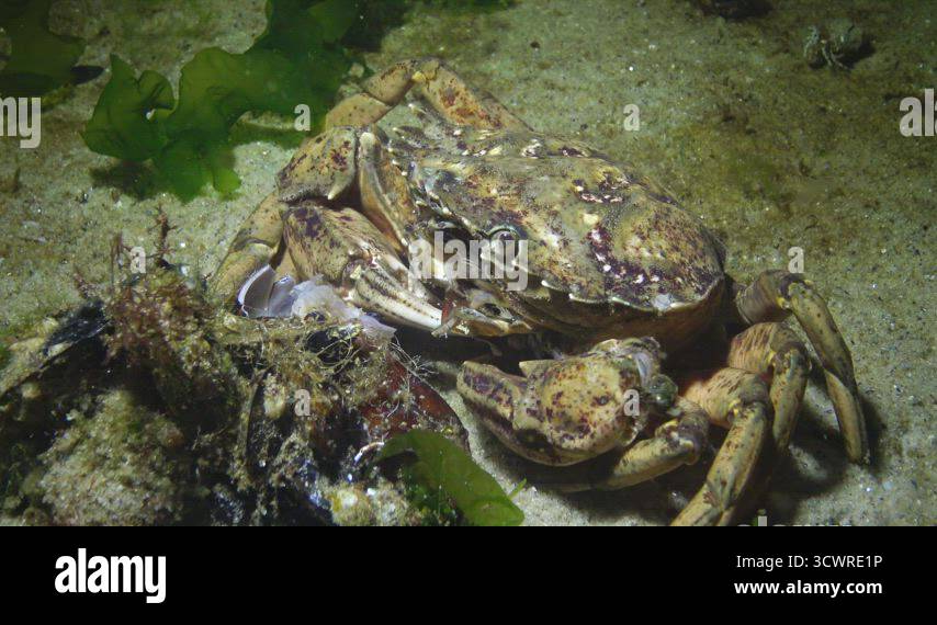 Nutrition of Green crab or Shore crab (Carcinus maenas, Carcinus ...