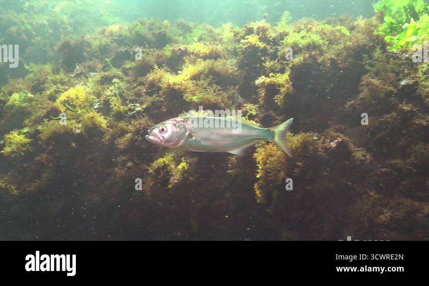 The bluefish (Pomatomus saltatrix). Predatory fish, the Black Sea ...