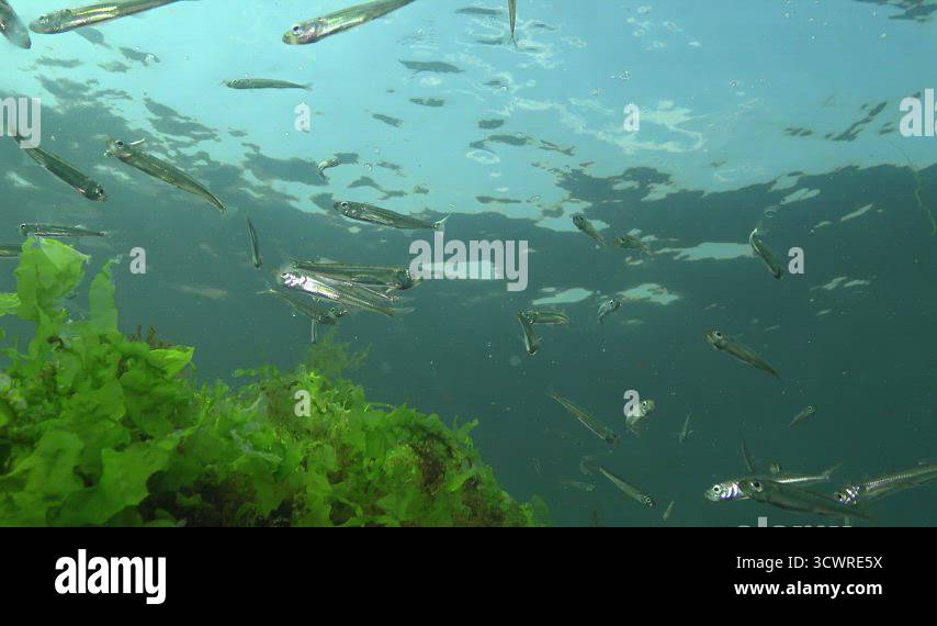 Black Sea big-scale sand smelt (Atherina pontica) among the seaweed ...