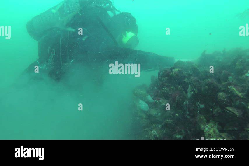 The diver tears off the clams for eating shellfish, the Black Sea ...