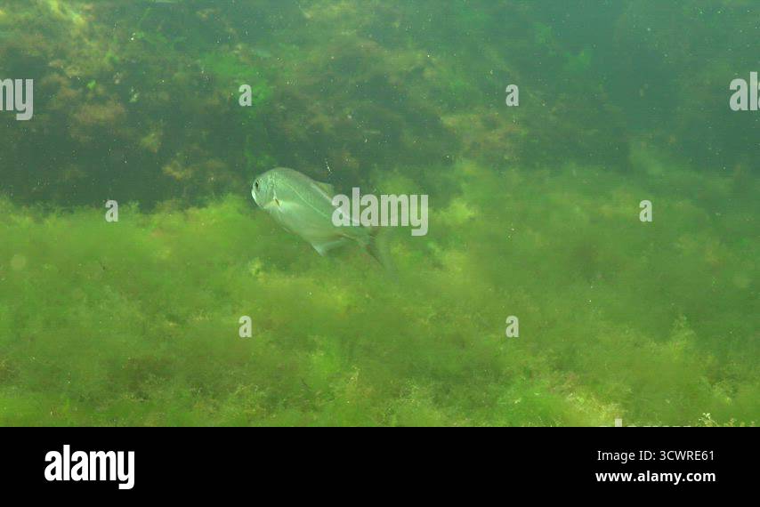 Bluefish pomatomus saltatrix predatory Stock Videos & Footage - HD and ...
