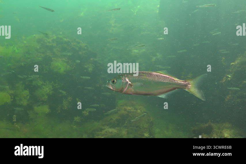 The bluefish (Pomatomus saltatrix). Predatory fish, the Black Sea ...