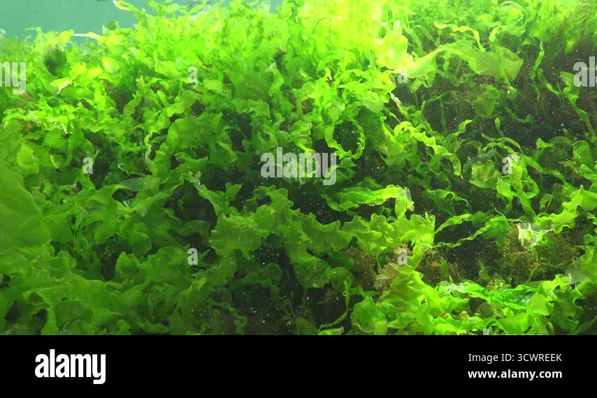 Algae of the Black Sea. Green and red algae on the rocks on the seabed ...