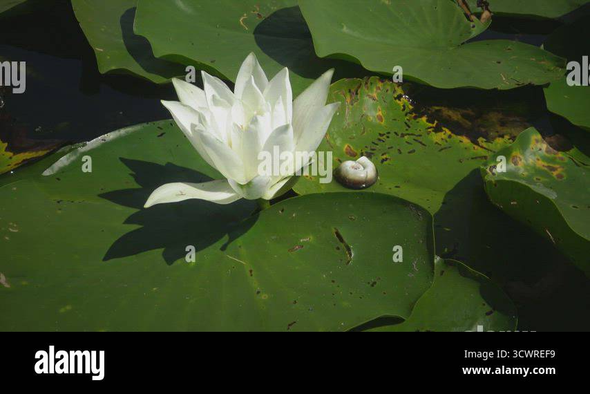 Beautiful white water lily (Nymphaea alba) flowers on the water surface ...