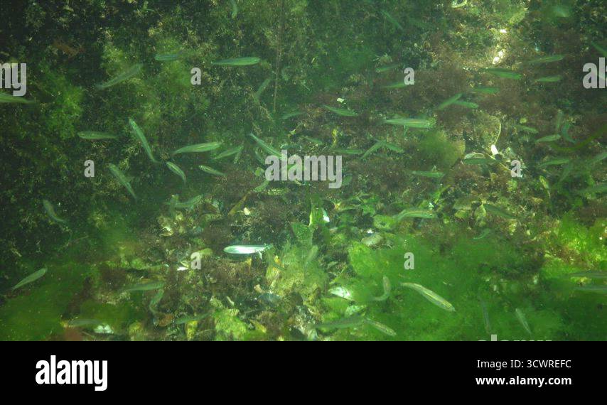 Atherina pontica (Atherina boyeri), Black Sea big-scale sand smelt ...