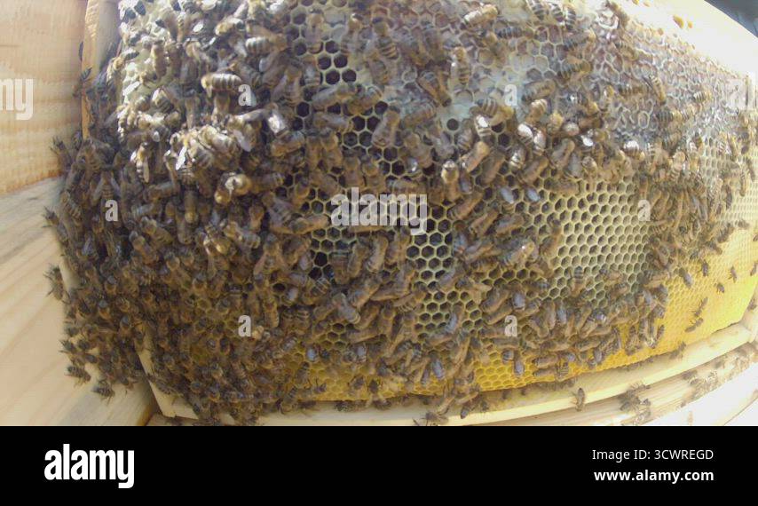 Beehive interior honey bees Stock Videos & Footage - HD and 4K Video ...