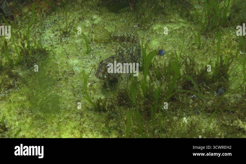 Algae secrete oxygen into the water, oxygen bubbles on the bottom ...