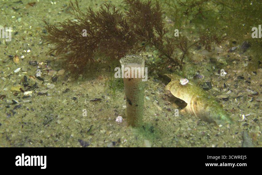 Sand worm Stock Videos & Footage - HD and 4K Video Clips - Alamy