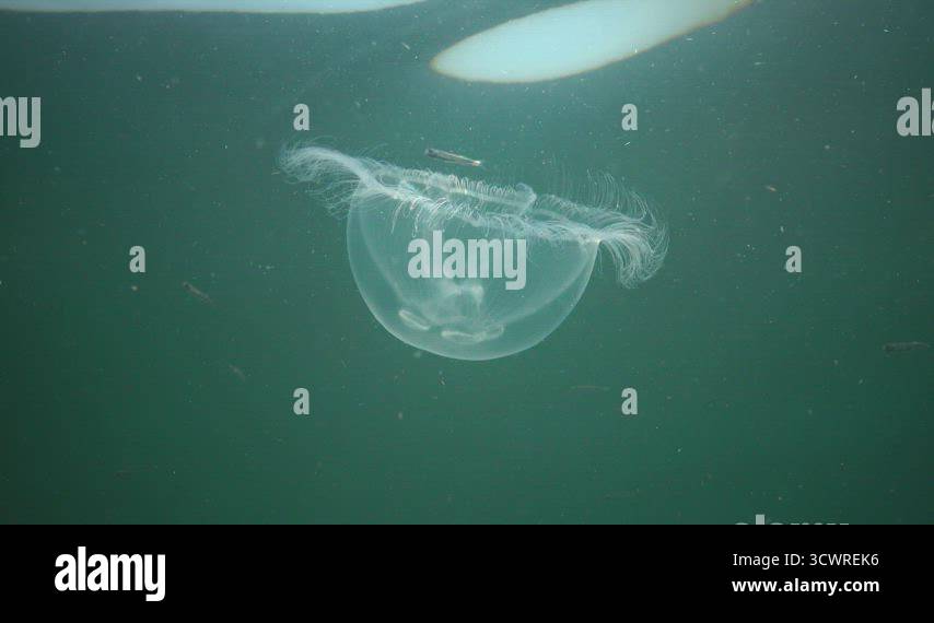 Aurelia aurita (moon jelly, moon jellyfish, common jellyfish, or saucer ...