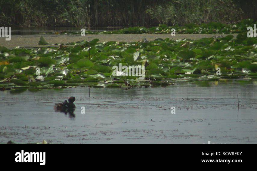 A duck black-necked grebe (Podiceps nigricollis) with ducklings floats ...