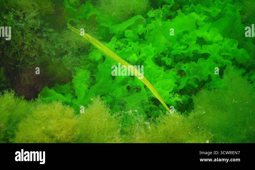 Yellow-green female Broad-nosed pipefish (Syngnathus typhle) in the ...