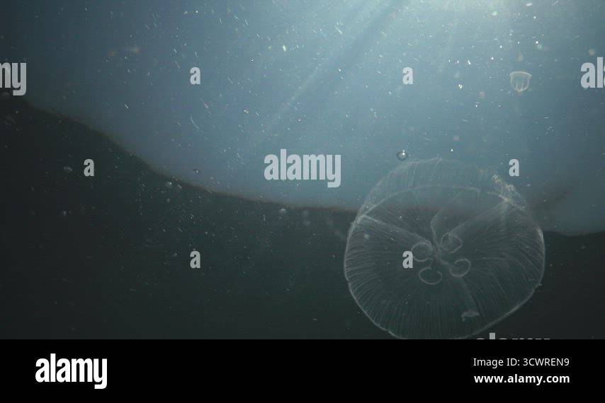 Aurelia aurita (moon jelly, moon jellyfish, common jellyfish, or saucer ...