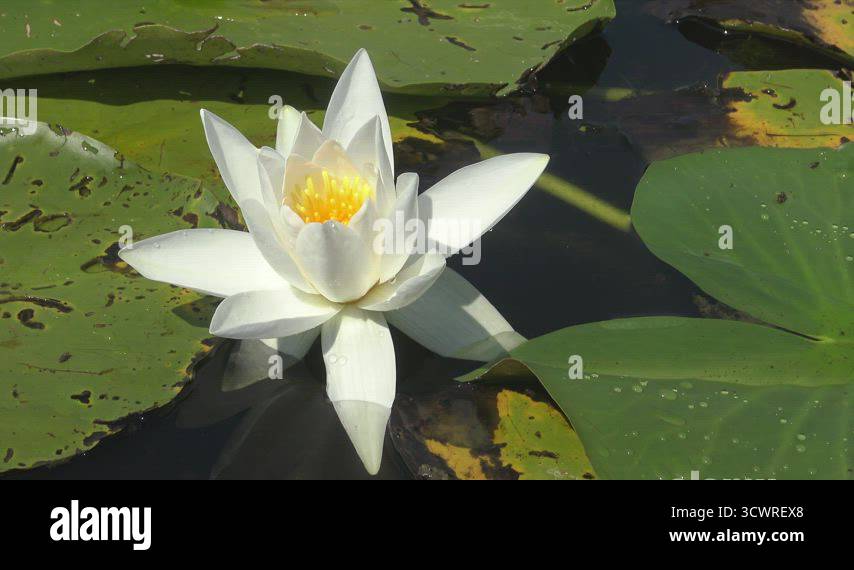 Beautiful white water lily (Nymphaea alba) flowers on the water surface ...