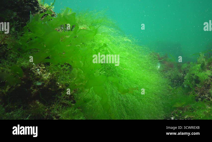 Algae of the Black Sea. Green and red algae on the rocks on the seabed ...