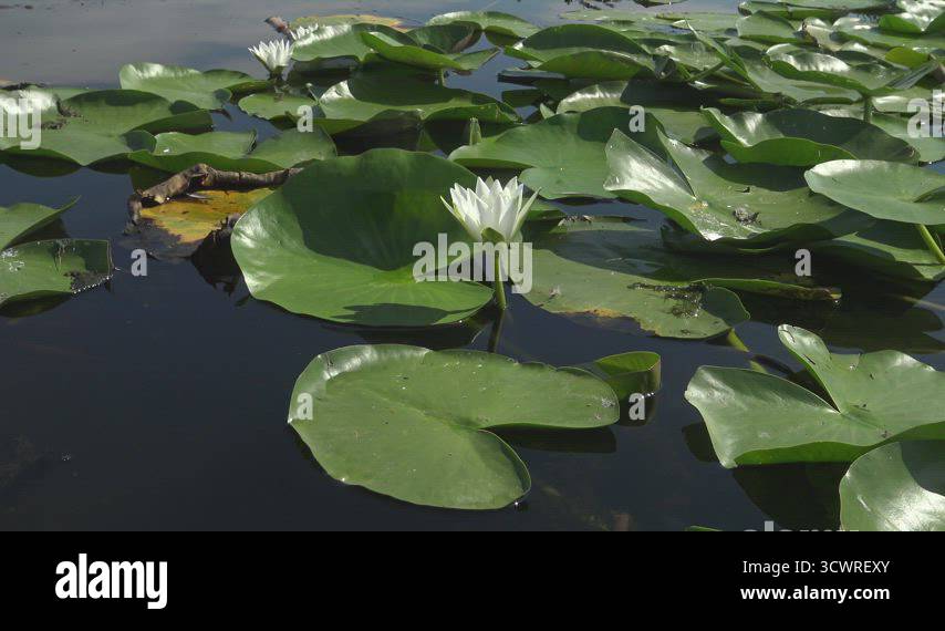 Nymphaea alba flowers Stock Videos & Footage - HD and 4K Video Clips ...