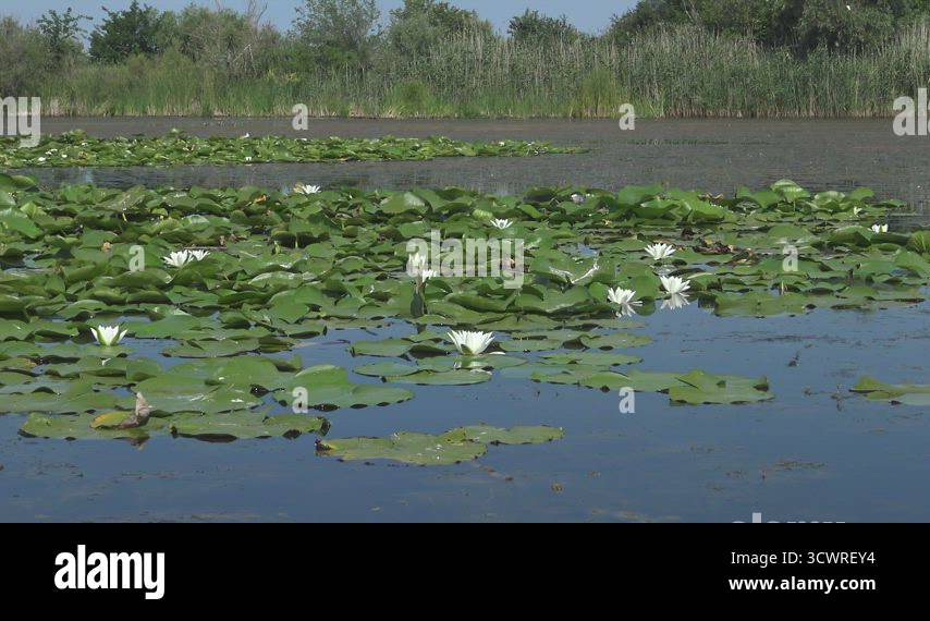 Beautiful white water lily (Nymphaea alba) flowers on the water surface ...