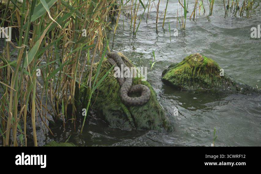 The dice snake (Natrix tessellata) a non-poisonous snake, living water ...