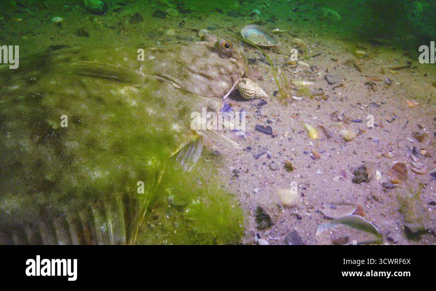 Fish of the Black Sea. European flounder (Platichthys flesus Stock ...