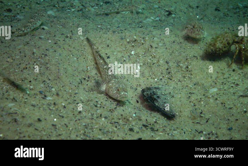 Marbled goby Pomatoshistus marmoratus - male protects his nest under ...