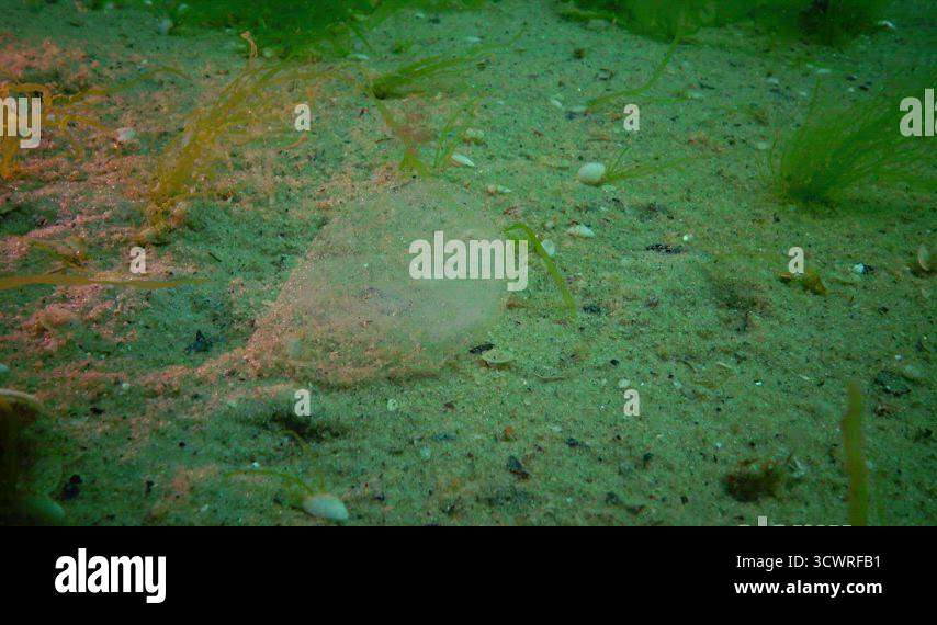Mucous balls with eggs of a sea worm. Underwater landscape. Black Sea ...
