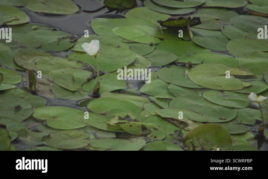 Morsus ranae Stock Videos & Footage - HD and 4K Video Clips - Alamy