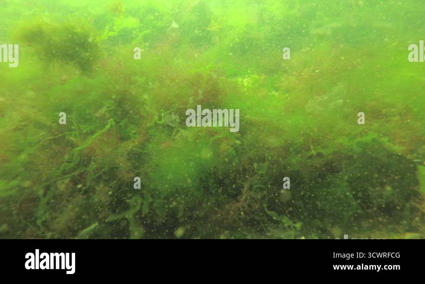 Broken green and red algae on the bottom swing with excitement in the ...