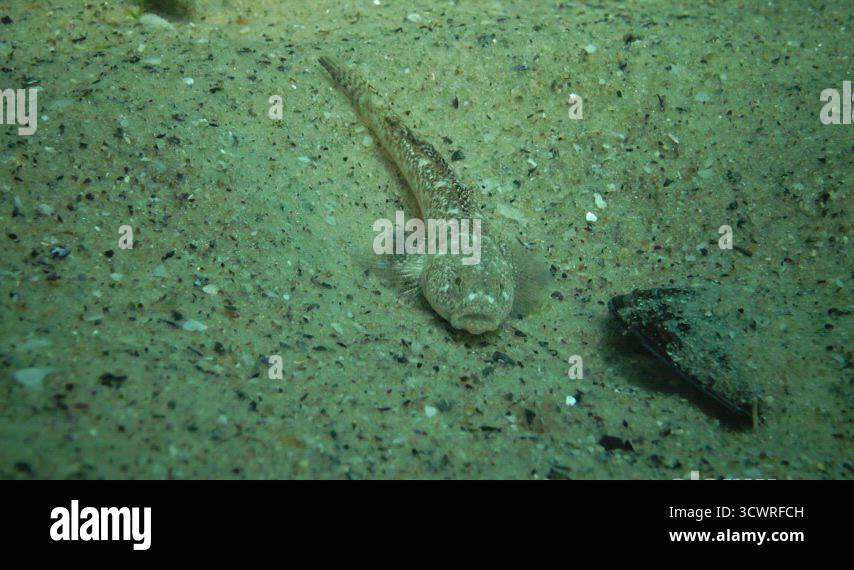 Marbled goby Pomatoshistus marmoratus - male protects his nest under ...