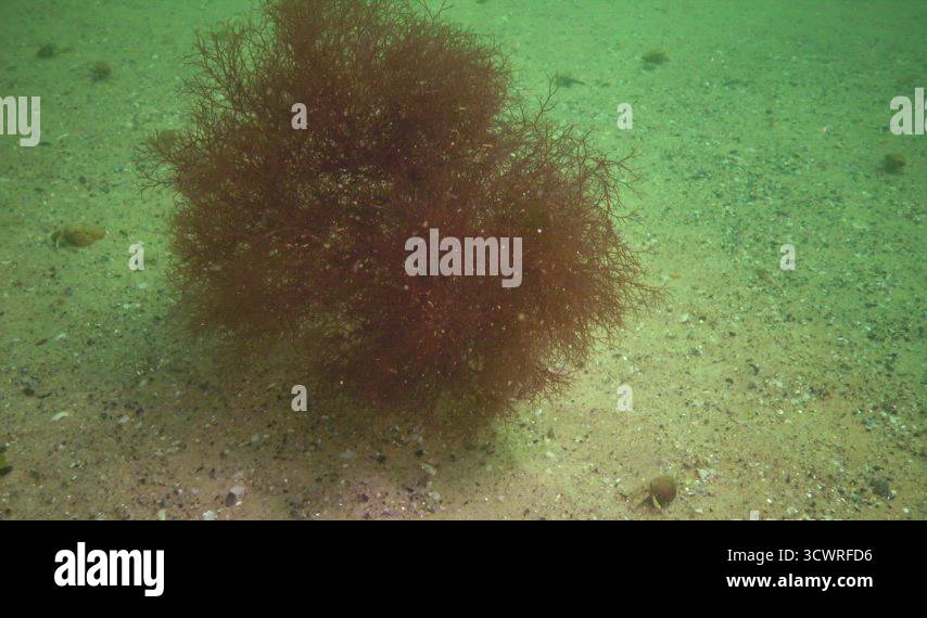 Ceramium rubrum. Algae is heard at the bottom in the Black Sea Stock ...