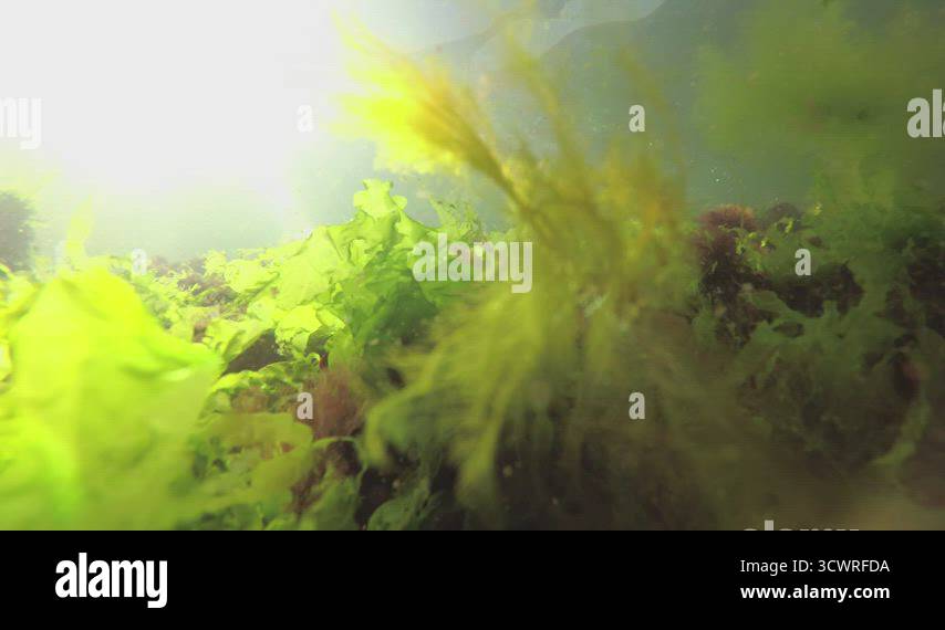 Green and red algae on a stone rock from excitement in the sea, the ...