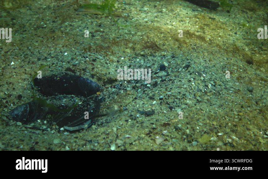 Marbled goby Pomatoshistus marmoratus - male protects his nest under ...