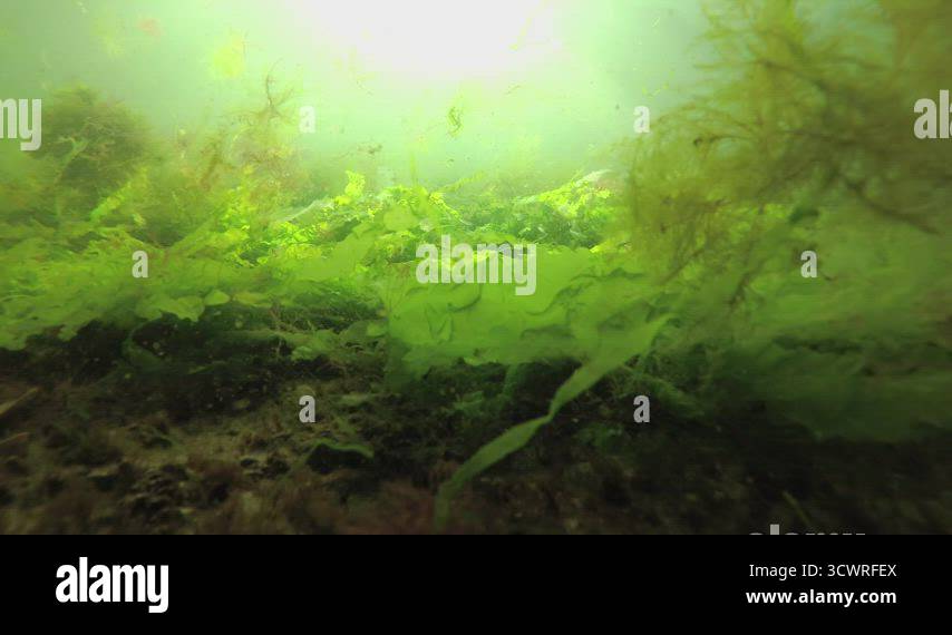 Green and red algae on a stone rock from excitement in the sea, the ...